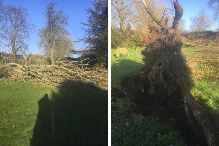 Storm Damaged Large Poplar Tree Removal In Brill - JB Tree Services